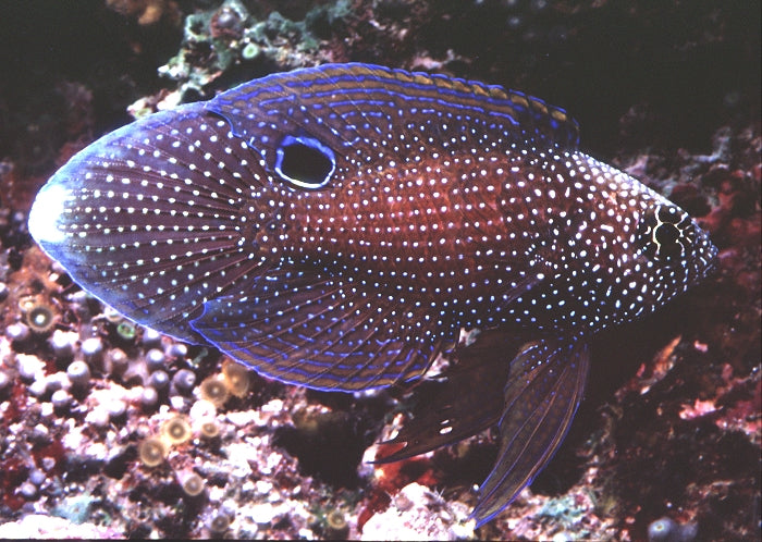 Calloplesiops altivelis – NWM-Riff