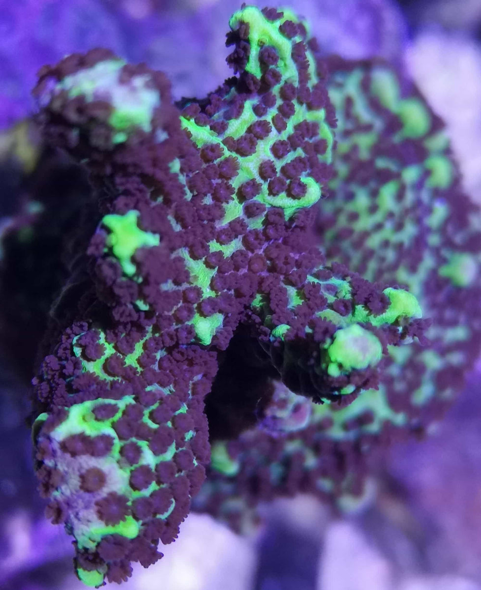 Montipora confusa DNZ – NWM-Riff