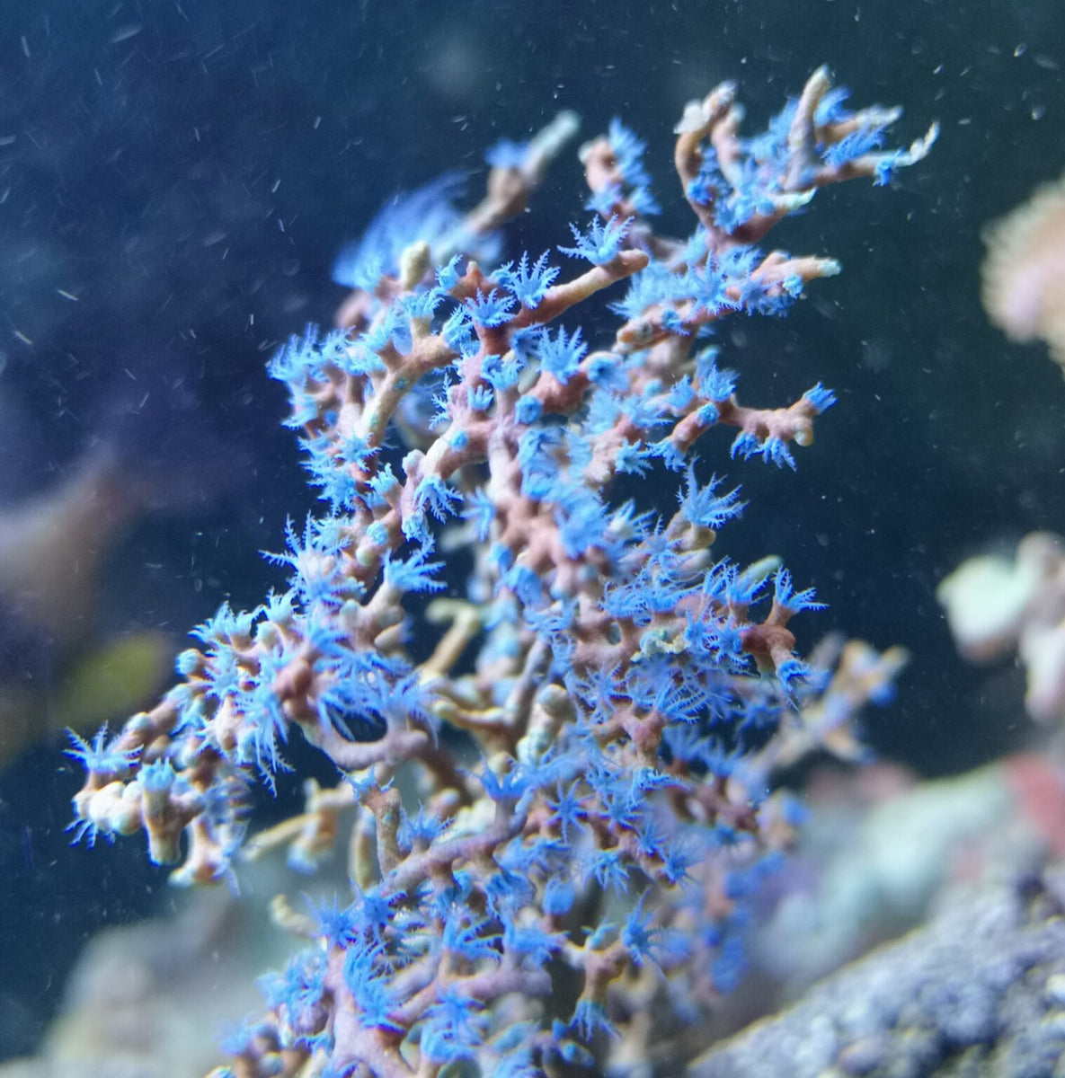 Acalycigorgia spec. Blaue Gorgonie Blue Star – NWM-Riff