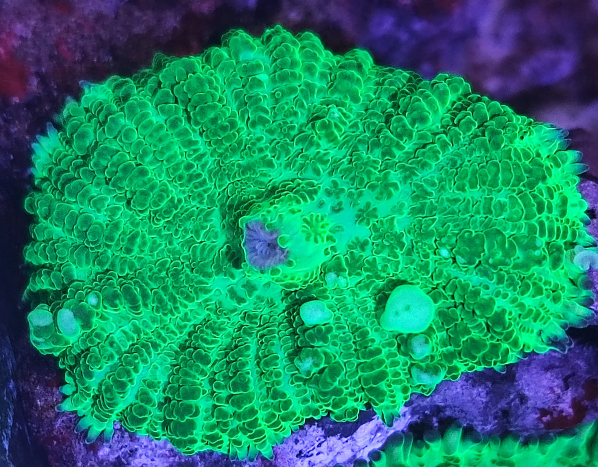 Discosoma sp. Ultra green – NWM-Riff